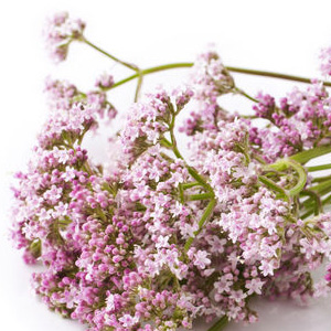 La valériane: pour favoriser un sommeil de qualité